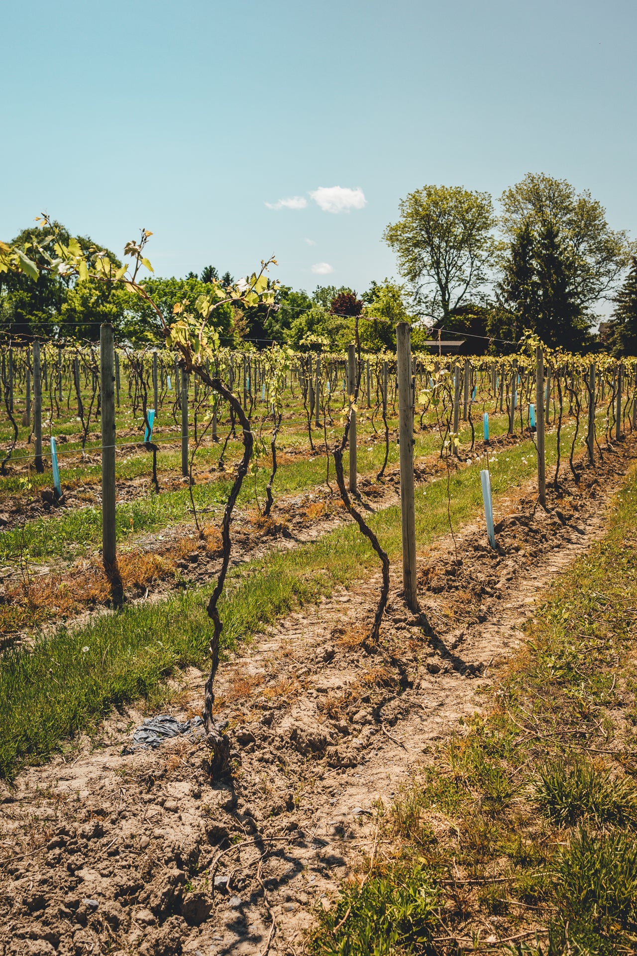 Tours – Three Brothers Wineries and Estates