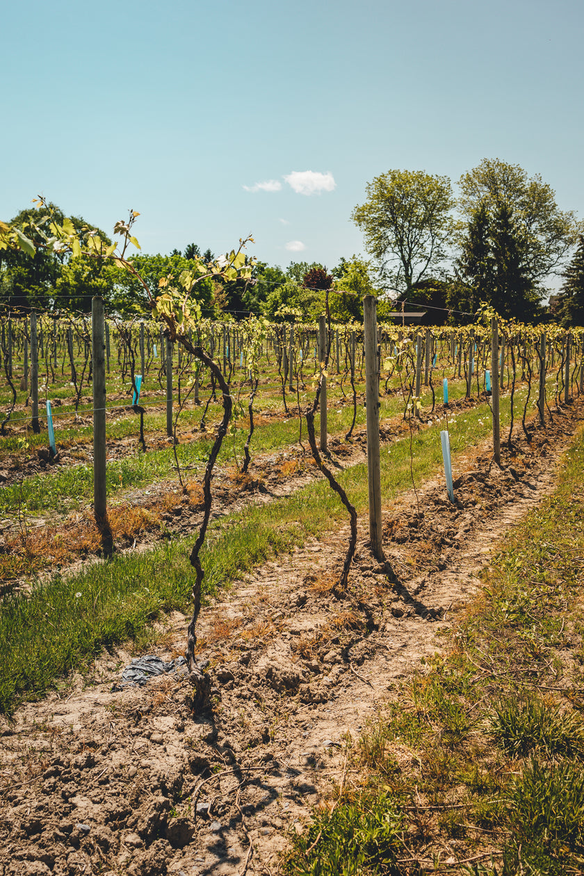 Tours – Three Brothers Wineries and Estates