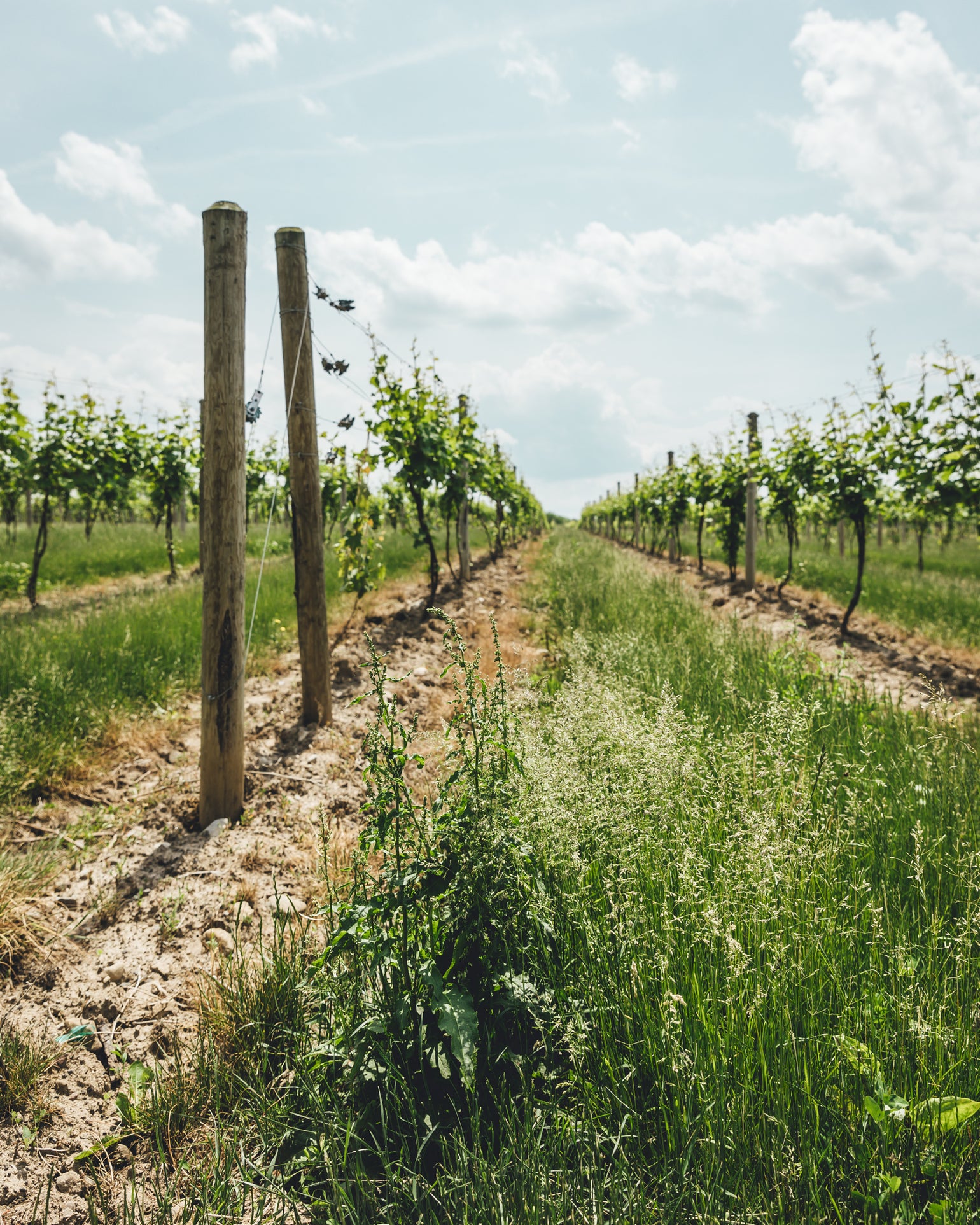 Tastings & Reservations – Three Brothers Wineries and Estates